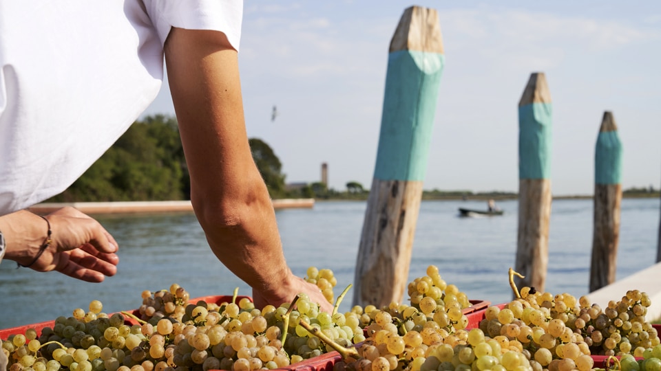 Venissa, vigna murata nella Venezia nativa